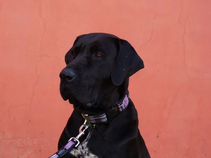 Tosa Inu | GreatDogSite