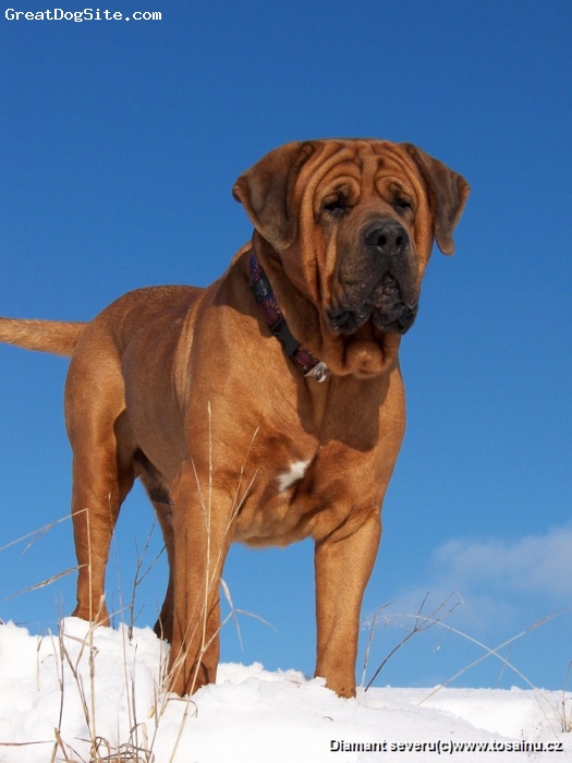 A photo of a 3 years tosa male old, dark red, Tosa Inu - Tosa inu ...