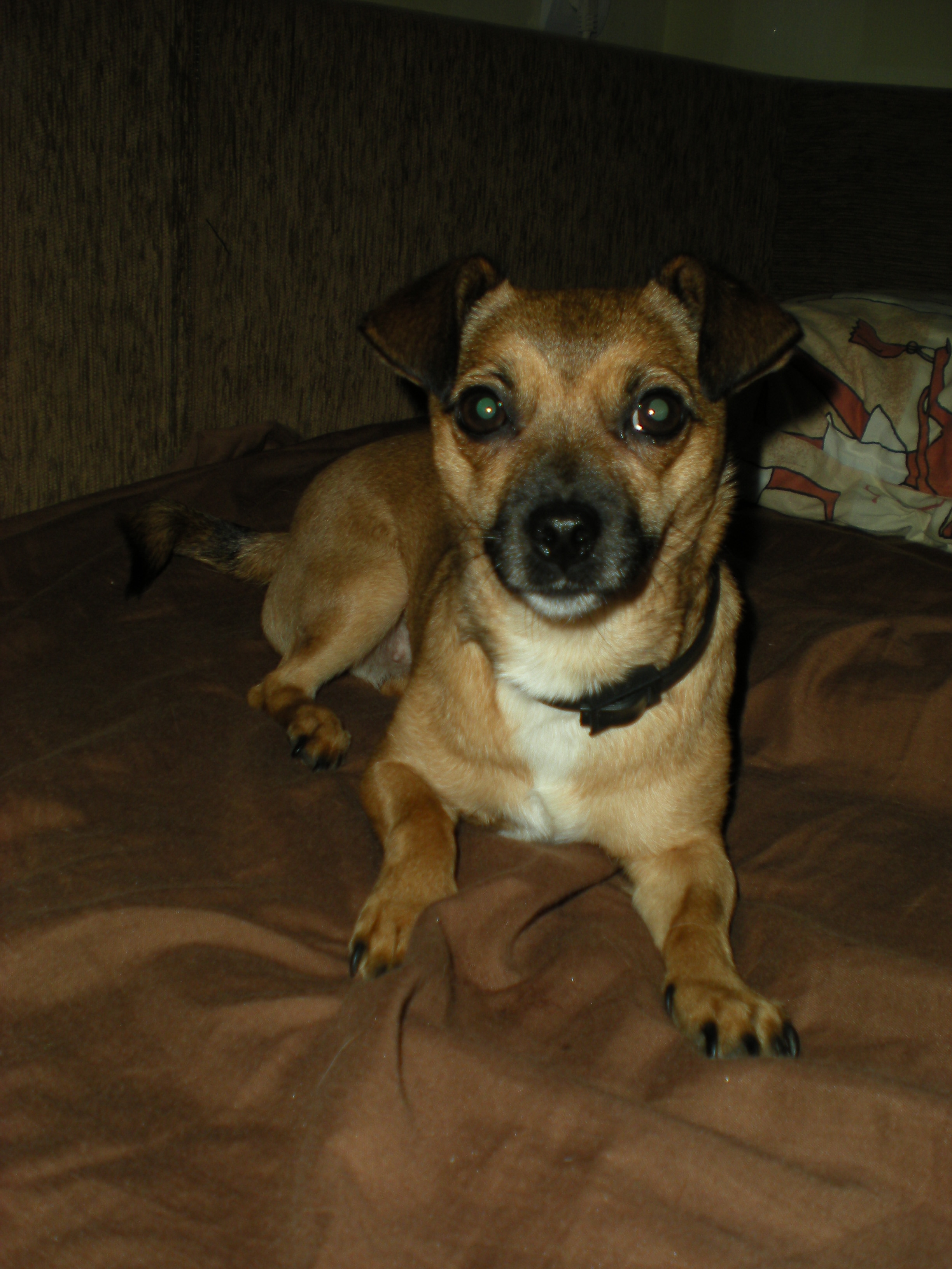 Toy Poxer | GreatDogSite