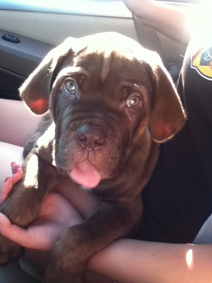 Ultimate Mastiff | GreatDogSite