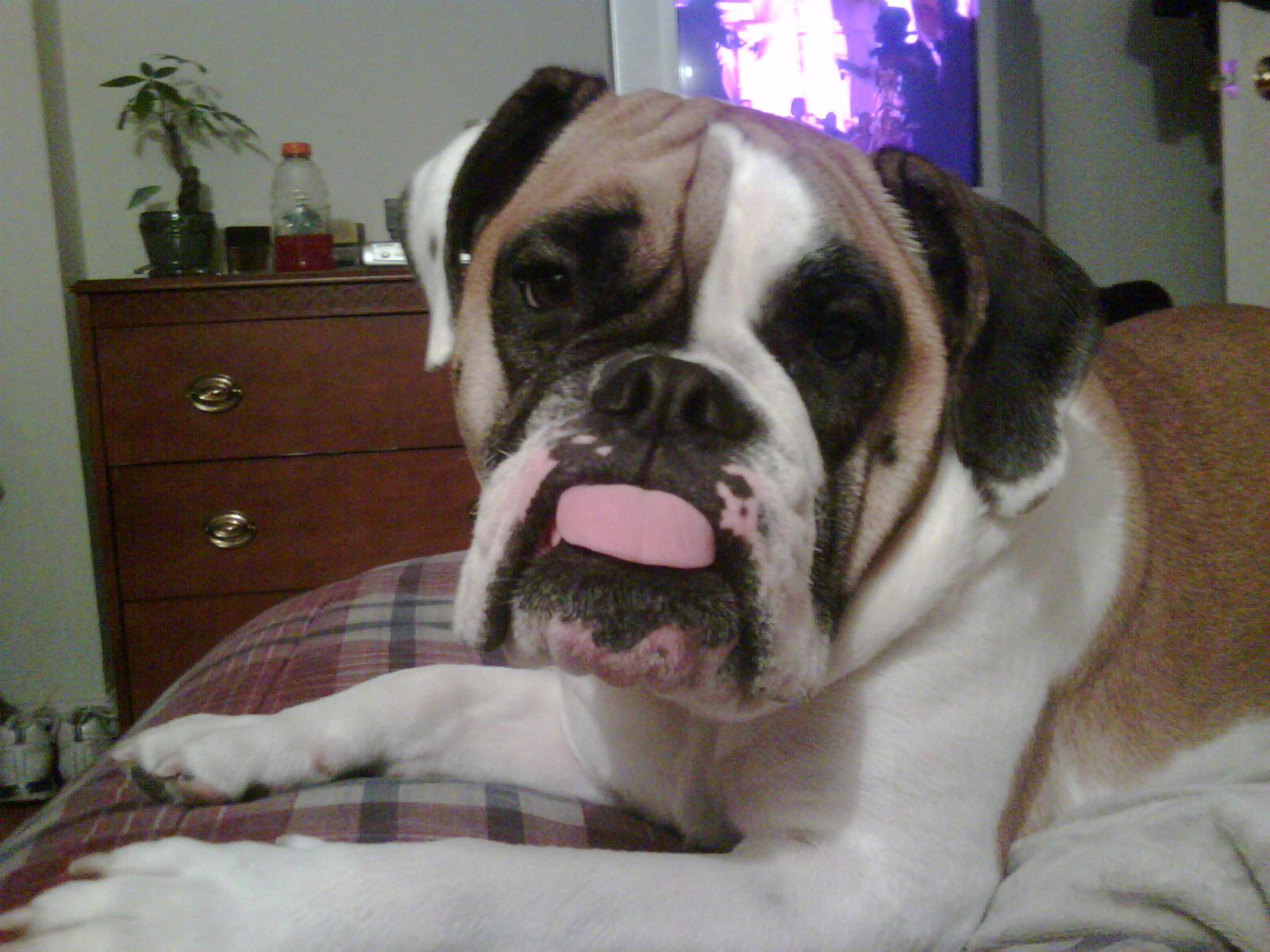 Valley Bulldog | GreatDogSite