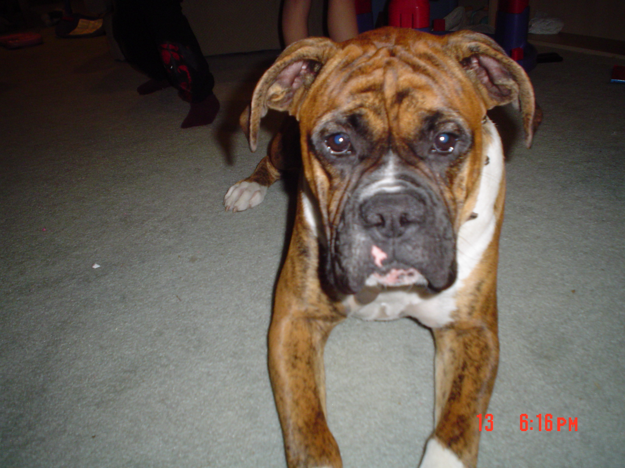 Valley Bulldog | GreatDogSite