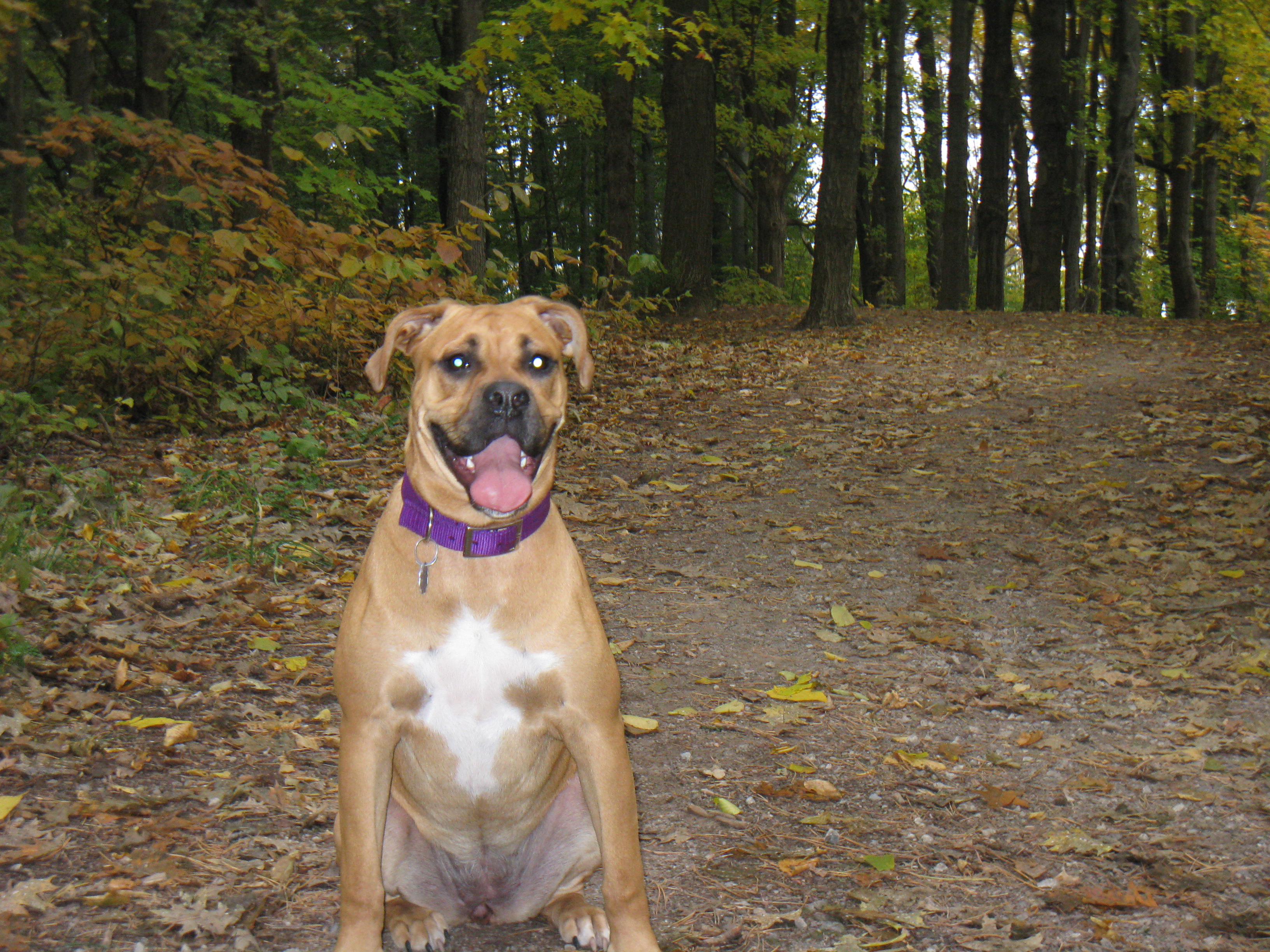 Valley Bulldog | GreatDogSite