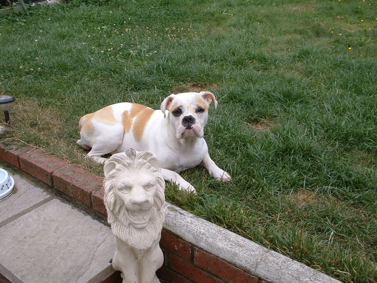 Victorian Bulldog | GreatDogSite