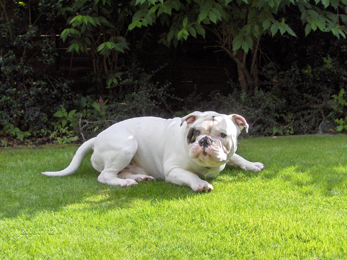 Victorian Bulldog | GreatDogSite