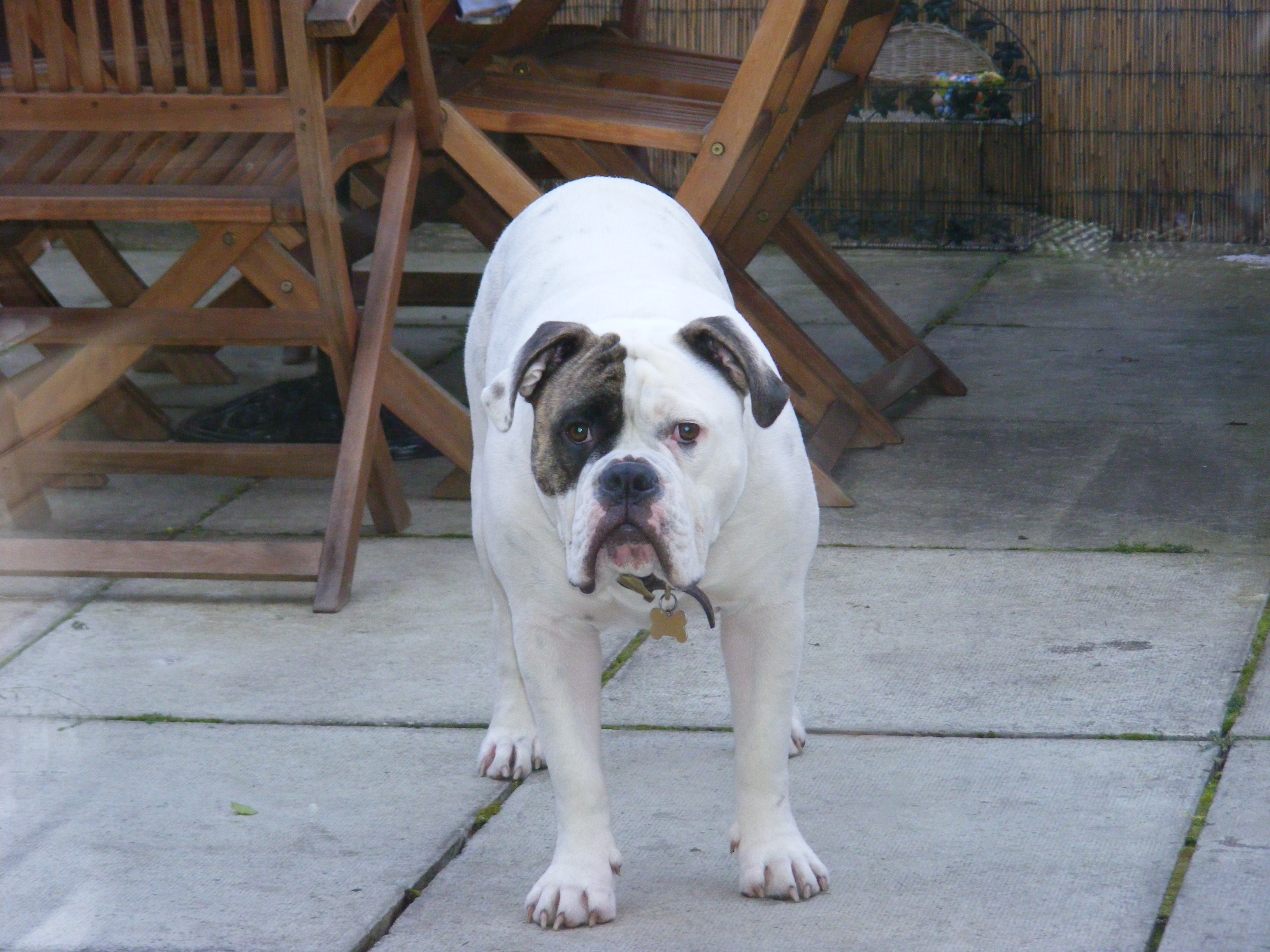 Victorian Bulldog | GreatDogSite
