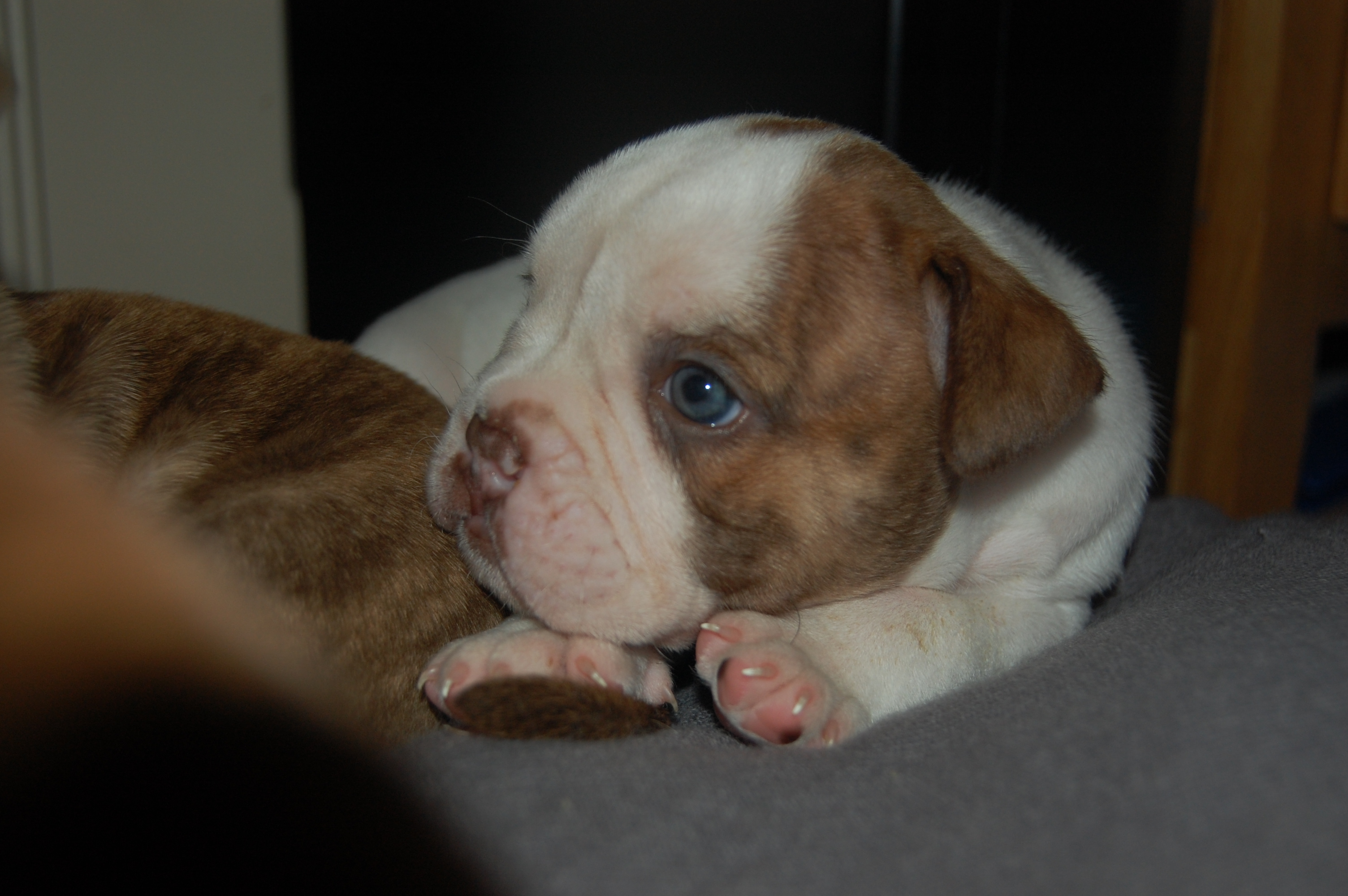 Victorian Bulldog | GreatDogSite