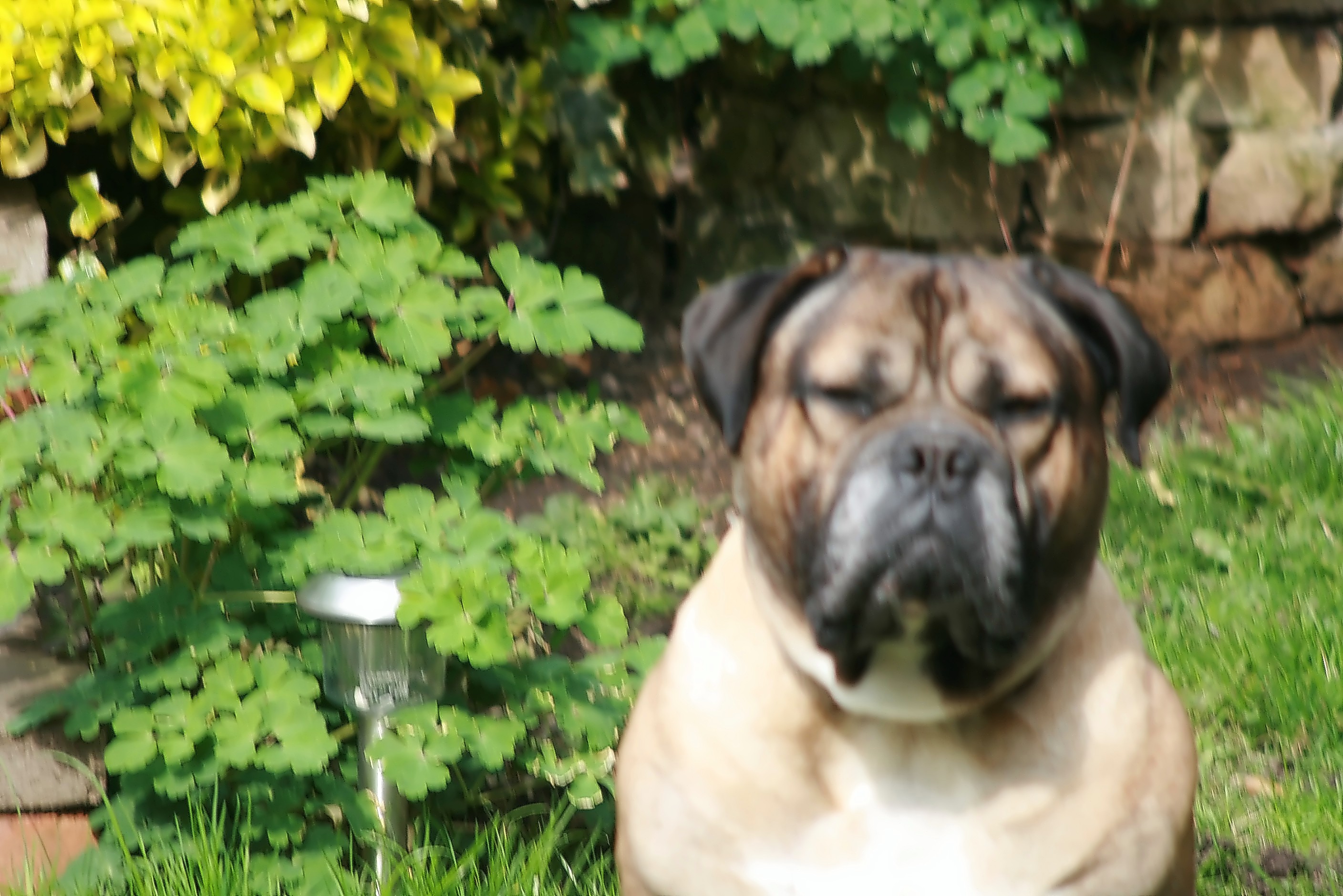 Victorian Bulldog | GreatDogSite