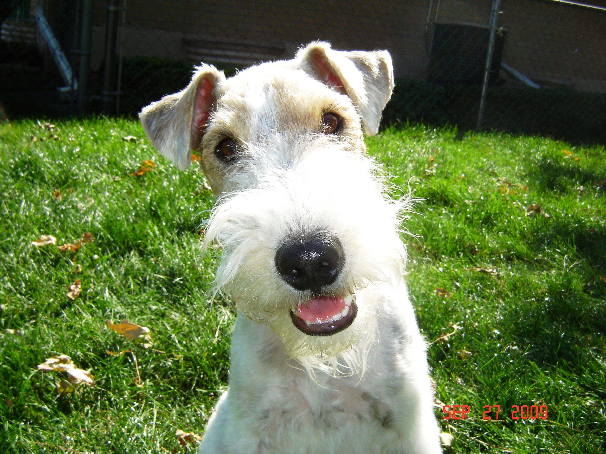 Wirehaired Fox Terrier | GreatDogSite