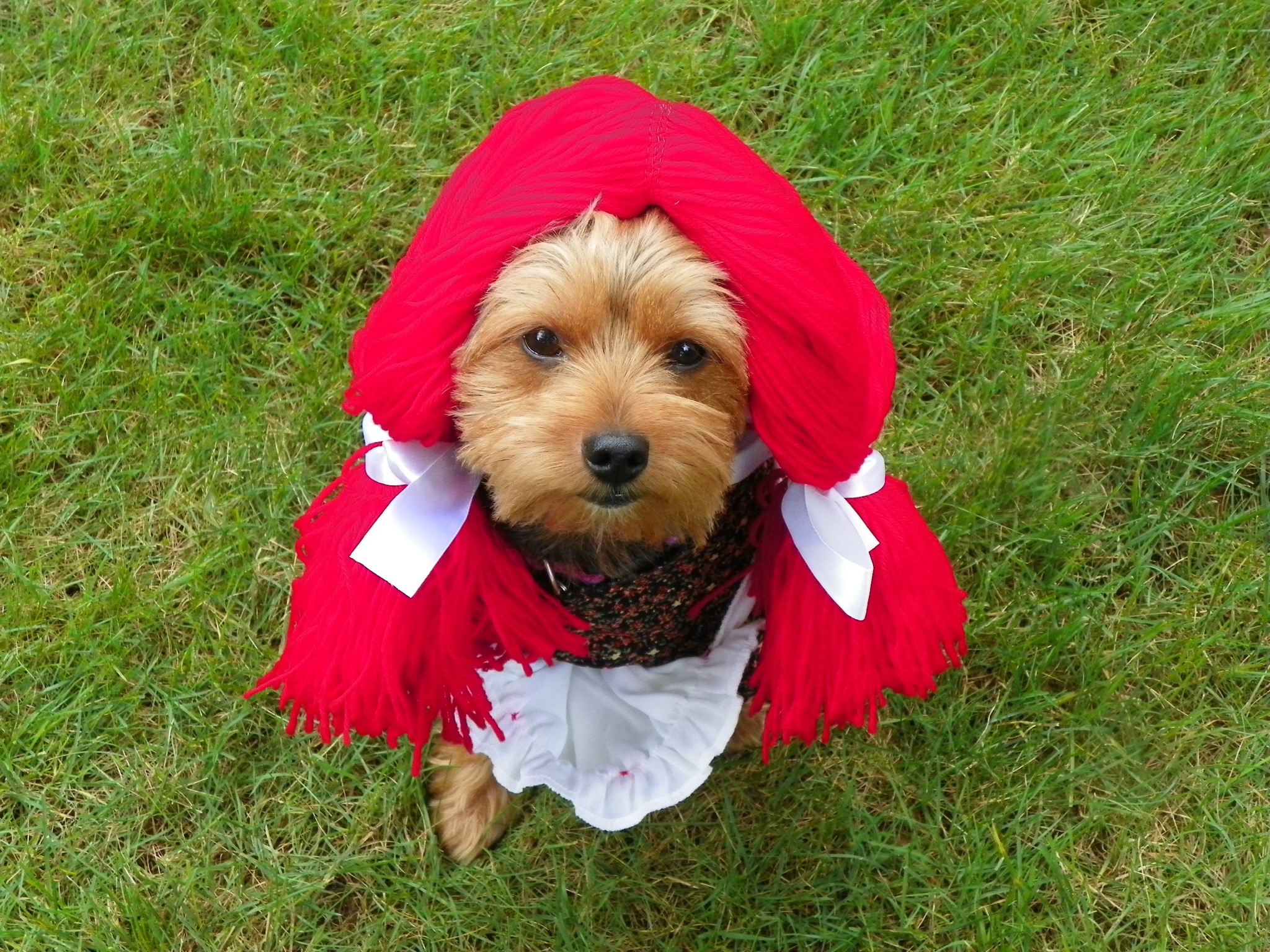 Yorkshire Terrier | GreatDogSite