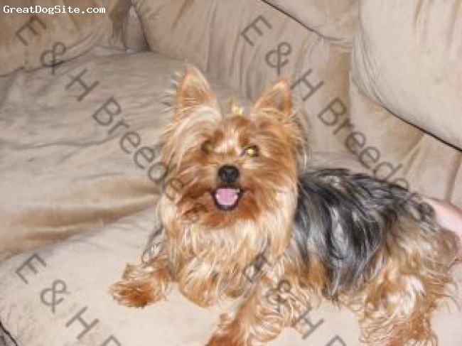 A photo of a 5 old, Silver & Blue, Yorkshire Terrier - She is a sweet ...
