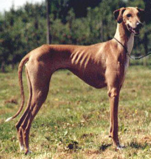 Azawakh Hound | GreatDogSite