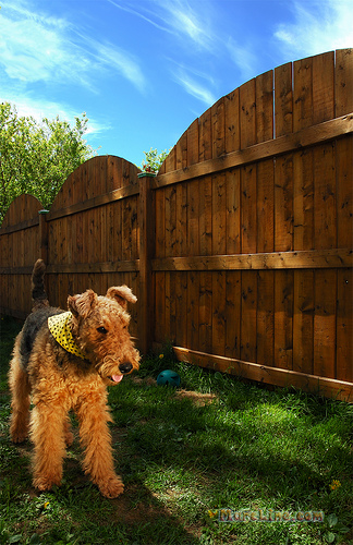 Airedale Terrier | GreatDogSite