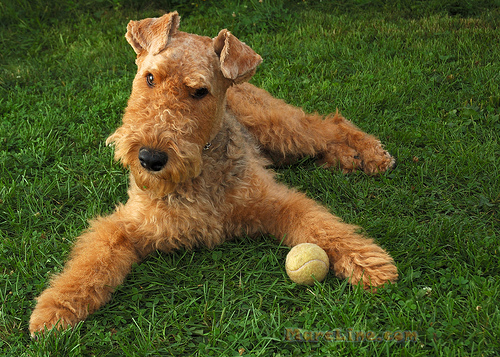 Airedale Terrier | GreatDogSite