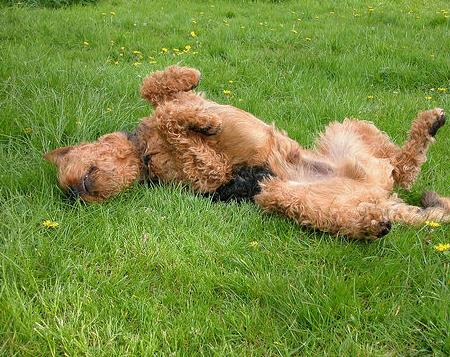 Airedale Terrier | GreatDogSite