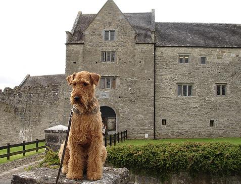 Airedale Terrier | GreatDogSite