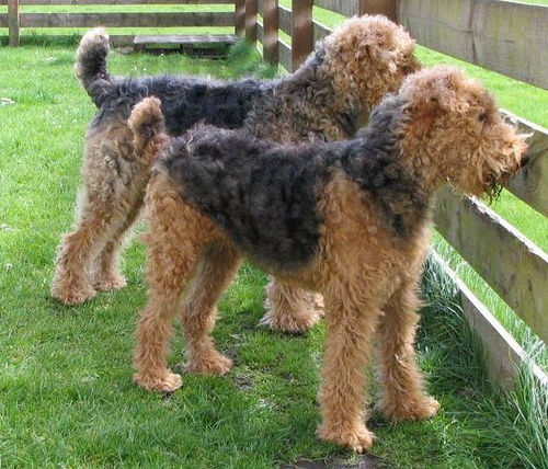 Airedale Terrier | GreatDogSite