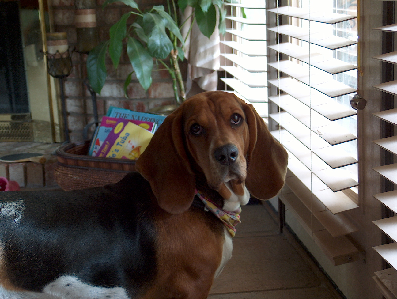 Basset Hound | GreatDogSite