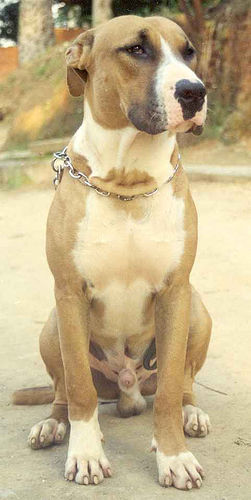 Dogue Brasileiro | GreatDogSite