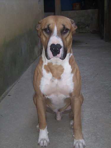 Dogue Brasileiro | GreatDogSite