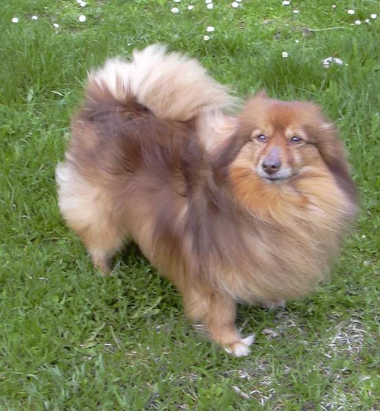 German Spitz | GreatDogSite