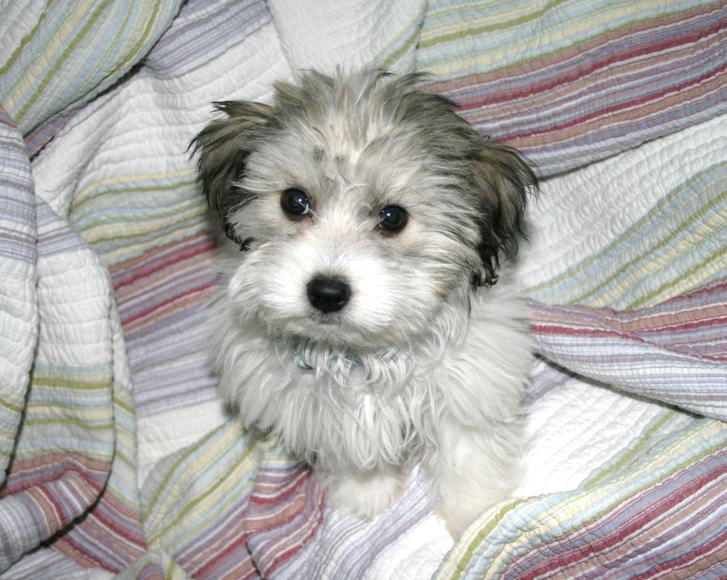 Havanese | GreatDogSite