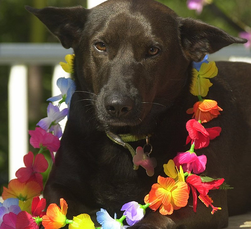 Hawaiian Poi Dog | GreatDogSite