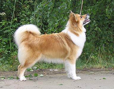 Icelandic Sheepdog | GreatDogSite