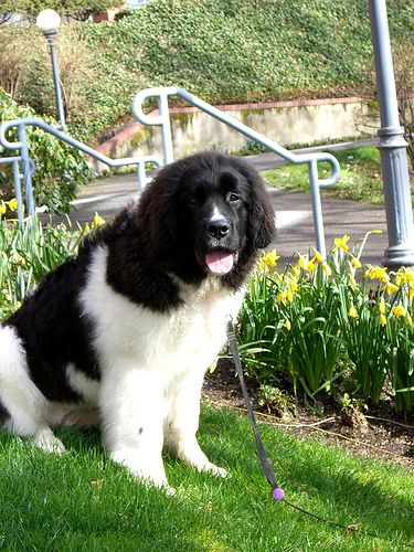 Landseer Newfoundland | GreatDogSite