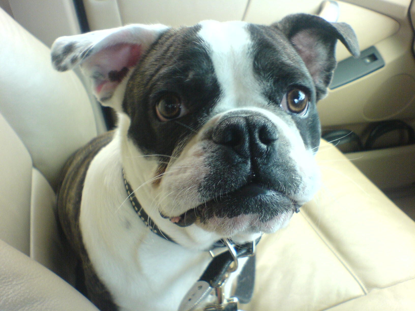 Miniature Australian Bulldog | GreatDogSite