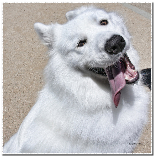 Samoyed | GreatDogSite