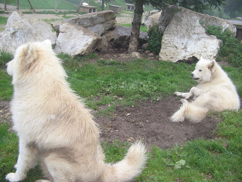 Samoyed | GreatDogSite