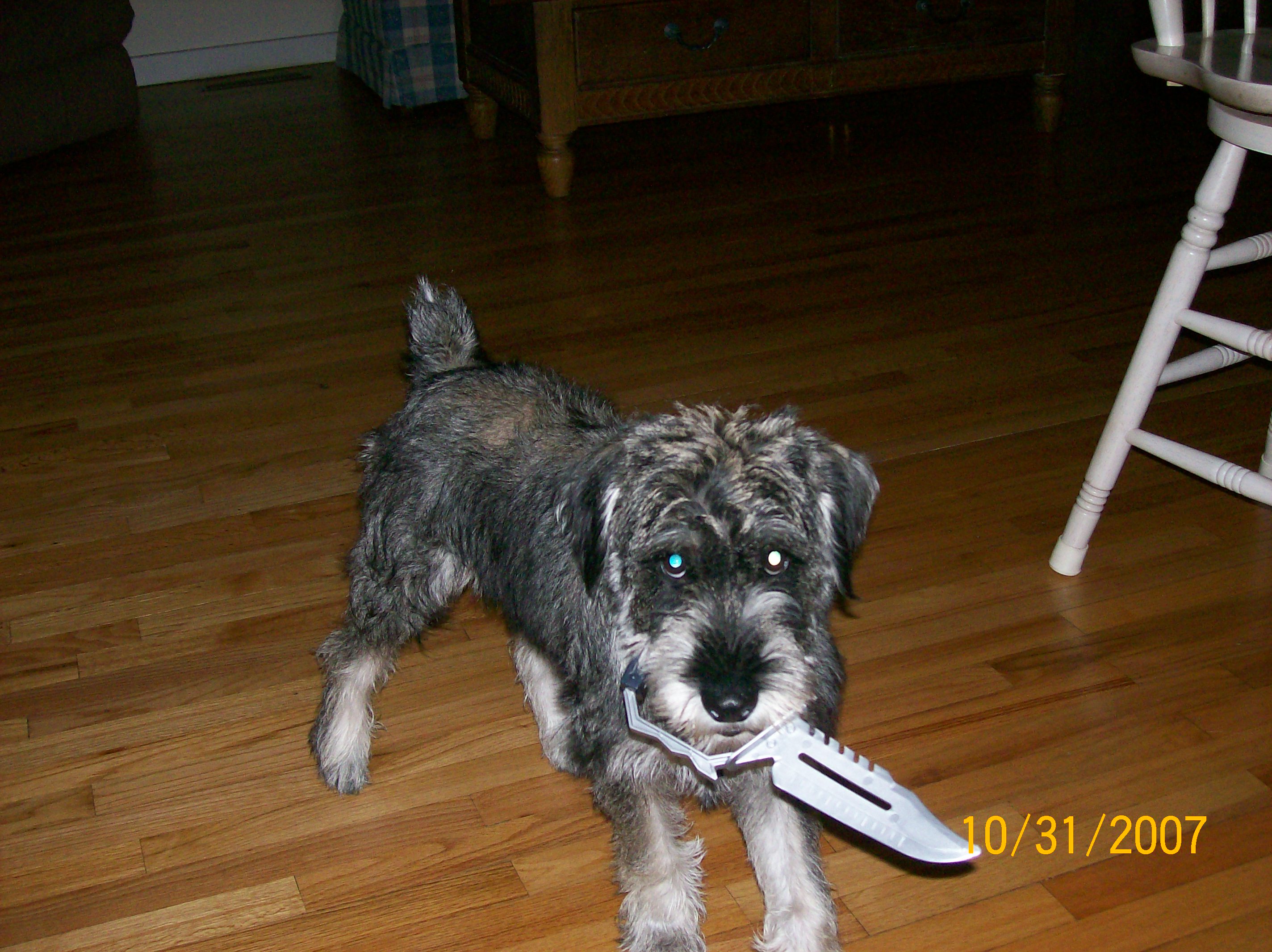 Standard Schnauzer | GreatDogSite