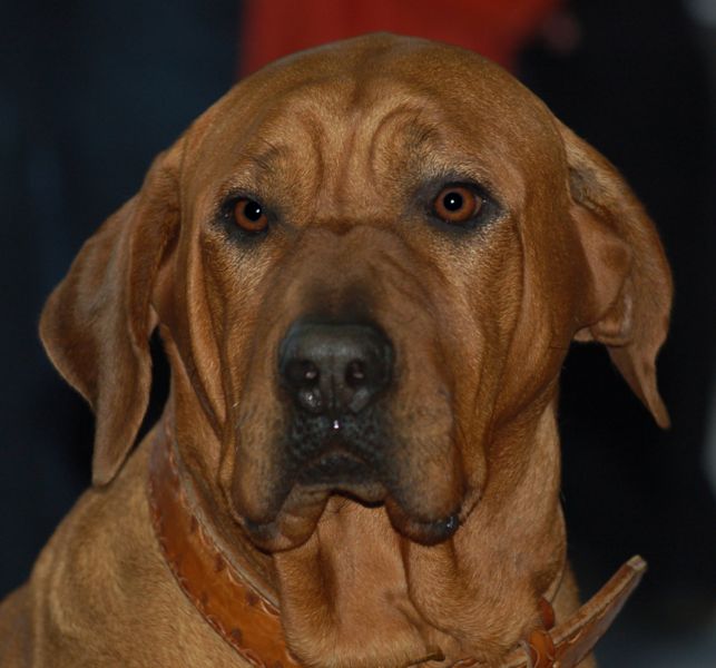 Tosa Inu | GreatDogSite