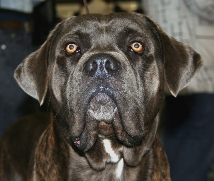 Tosa Inu | GreatDogSite