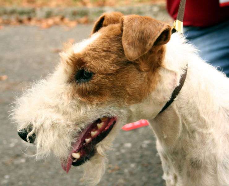 Wirehaired Fox Terrier | GreatDogSite