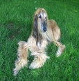 Afghan Hound Information, Pictures, Reviews and Q&A | GreatDogSite.com