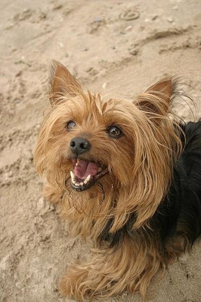 A photo of a 8 months old, Brown, Yorkshire Terrier - Looking cute ...