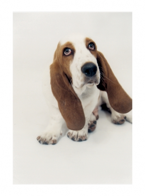 A photo of a 3 years old old, blonde and white, Basset Hound - The ...