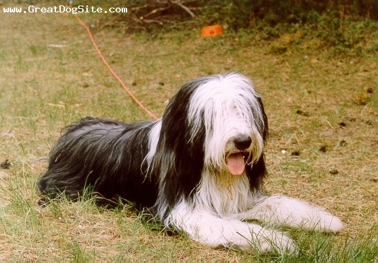 A photo of a 1.5 years old, Black and White, Bearded Collie - shaggy ...