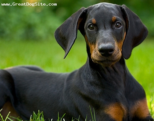 A photo of a 4 months old, Black, Doberman Pinscher - young Doberman ...