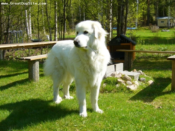 A photo of a 1 year old, White, Great Pyrenees - backyard ...
